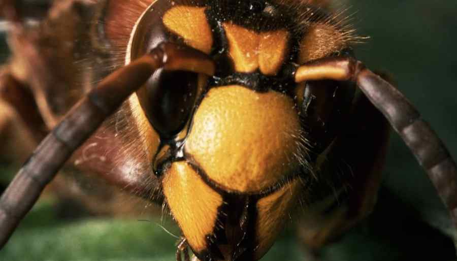 Giant Murder Hornets just moved into the States to make 2020 even more ...