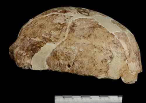 DNA on Origins of Native Americans and All Modern Men