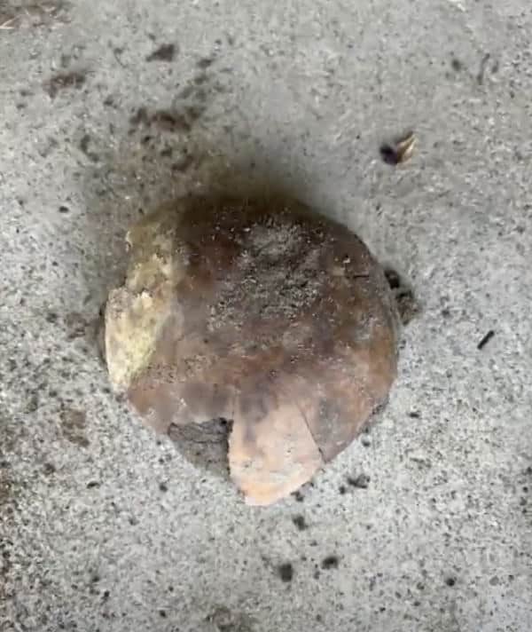 A 4,270-Year Old Skull Found in Indiana
